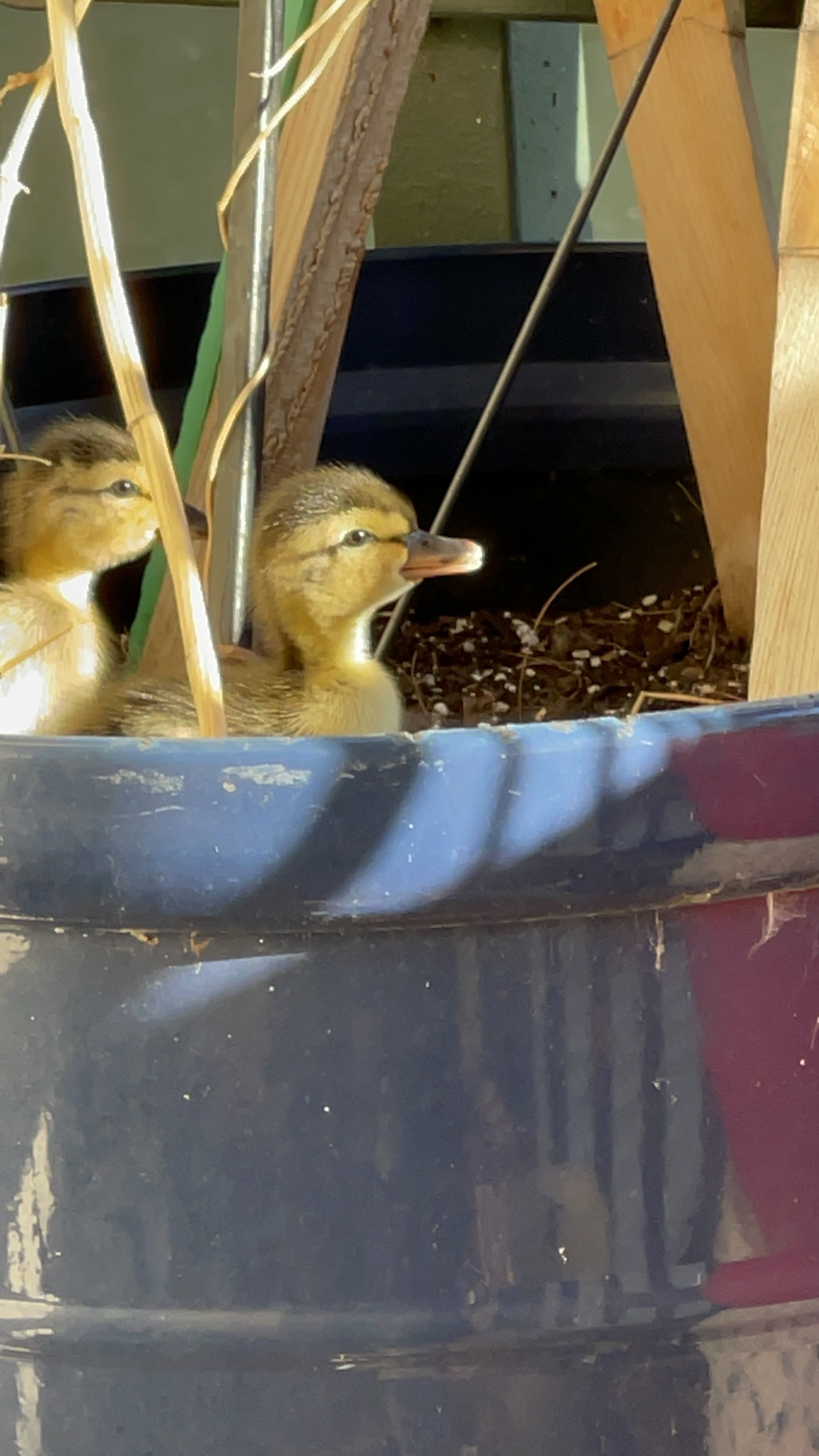 Duckling Launch May 12, 2021 – Moments to Share Along the Way